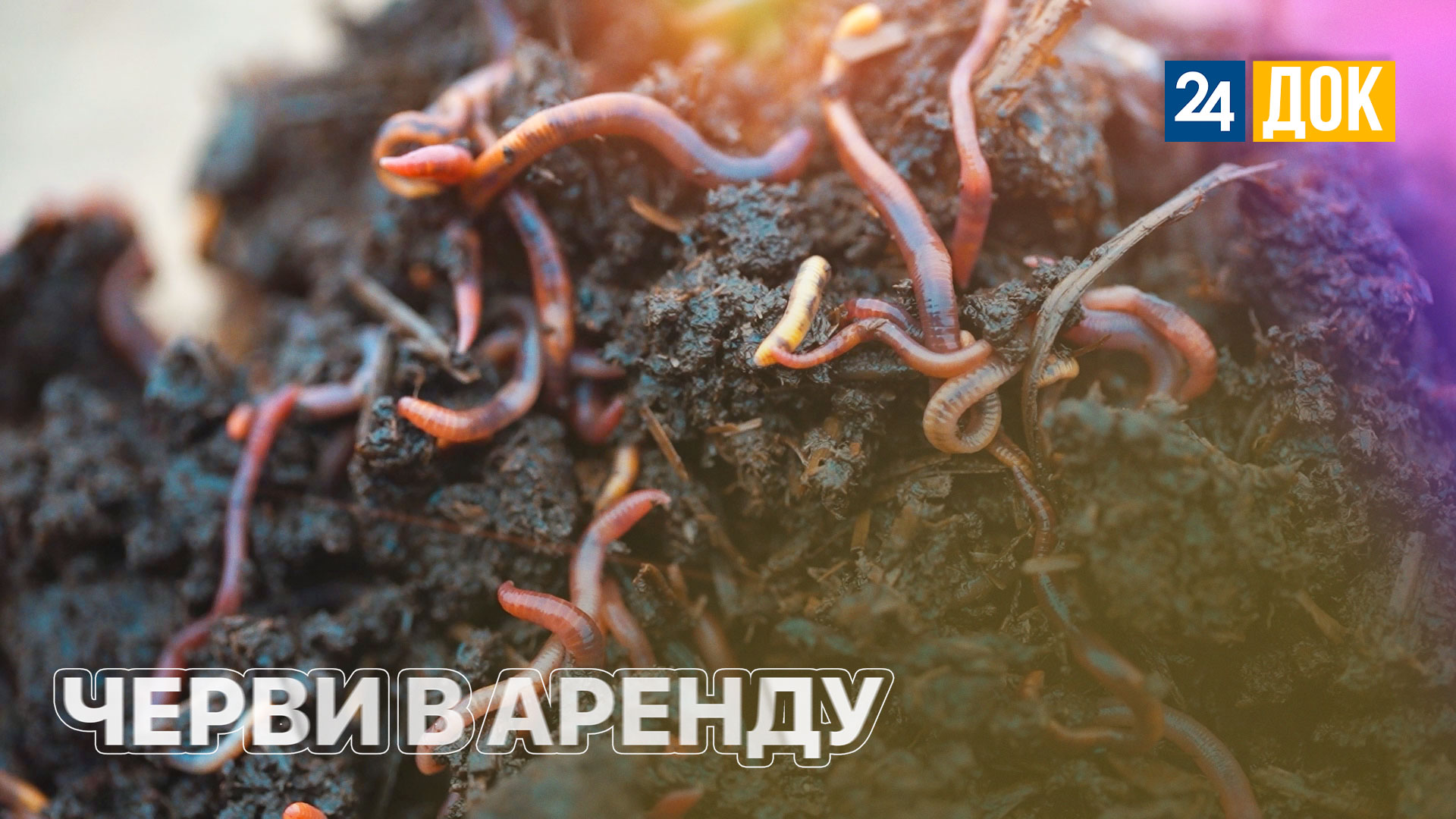 Самый большой в России компостный двор работает в Абинском районе Краснодарского края. ЗЕМЛЕХОД