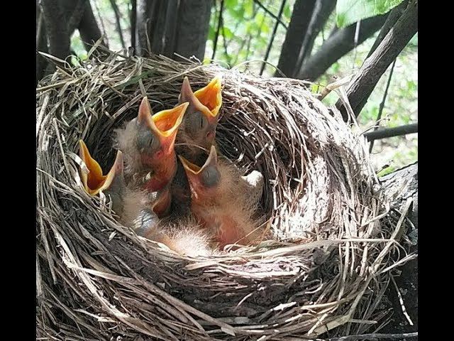 Дрозд-рябинник на гнезде - 2
