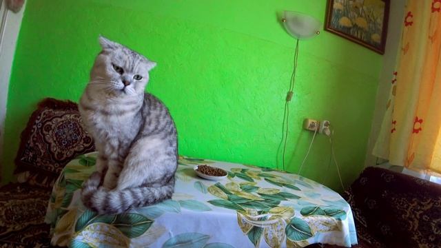 Утренняя жизнь кошарика.  #кот #кошки #котики