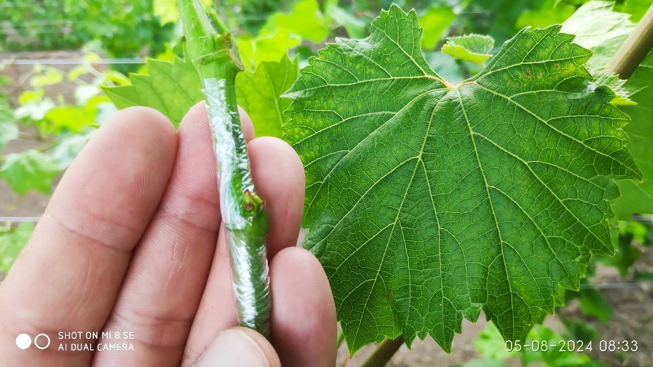 Прививка винограда без пробуждения почки