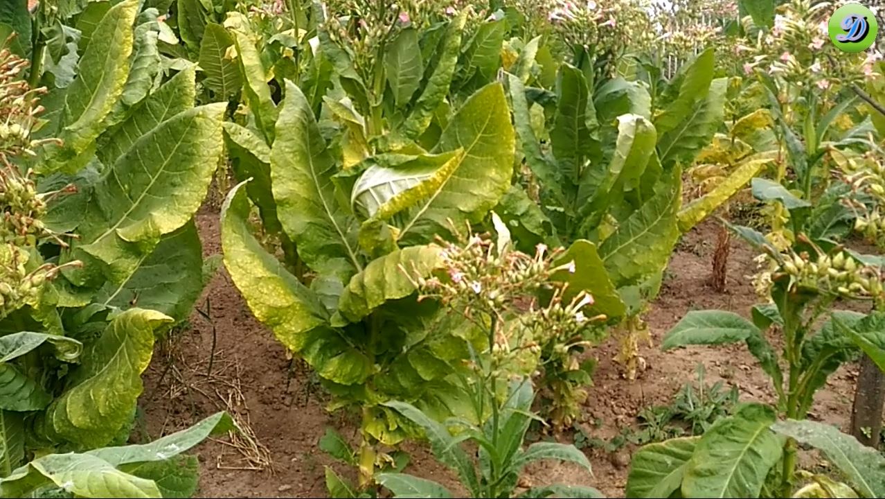 Табак на 6 сентября.