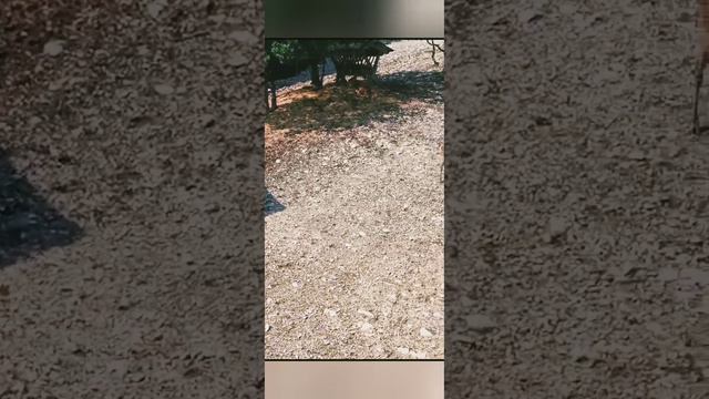 Семейство оленей на склоне🦌 Геленджик ☀️