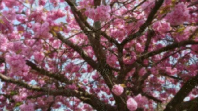 Японская вишня Канзан (Prunus serrulata Kanzan)