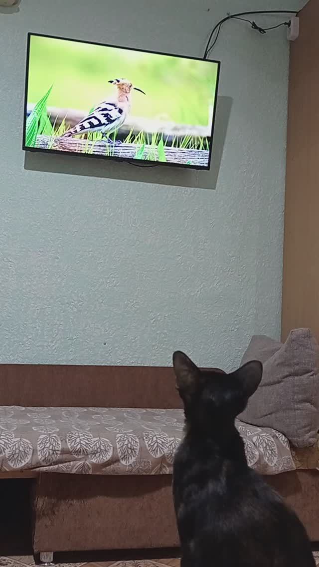 ТАЙСОН И ТЕЛЕК