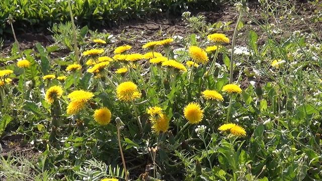 Одуванчики - маленькие солнышки.