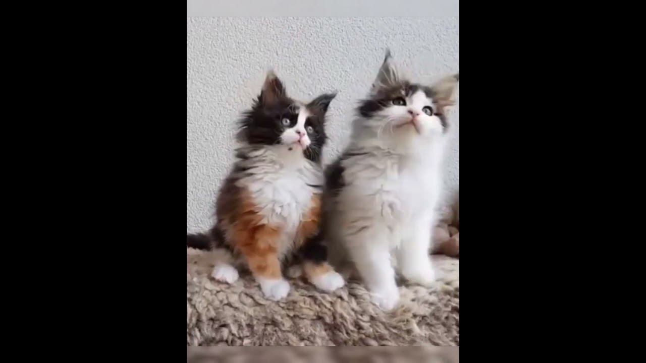 Котята играют- Забавные котики.