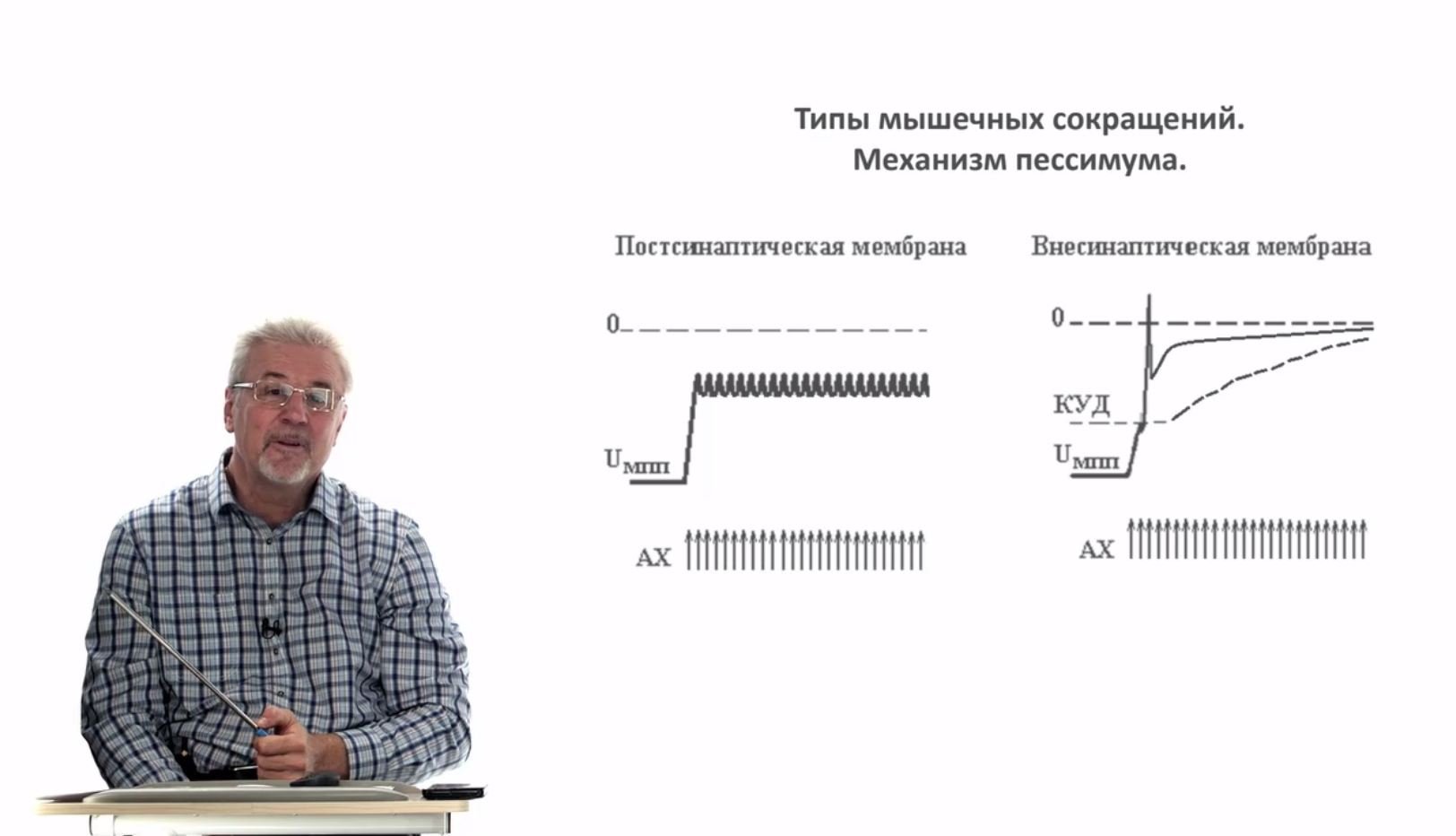 Евсеев А.В. Нормальная физиология. Лекция №9. Типы мышечных сокращений, гладкая мышца, нейрон.2023