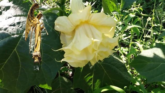 ангельские трубы.mp4