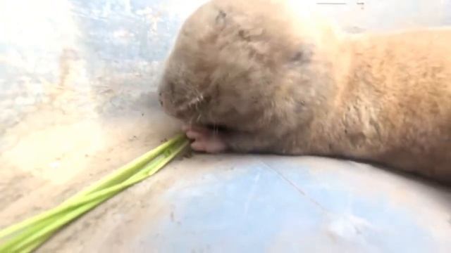 Удивительные соседи. Гигантский слепыш