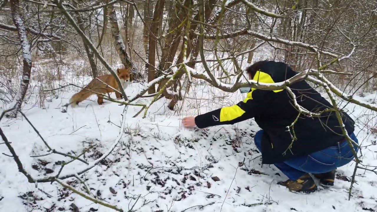 Куршская коса лиса 2