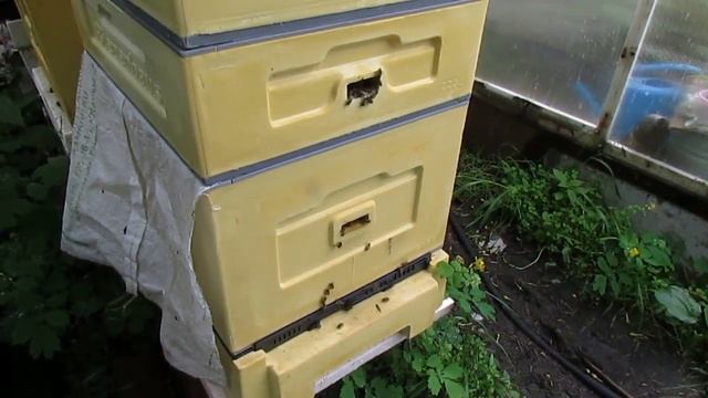 в пчелиной семье маточники, скоро медосбор, что сделать чтобы пчелы на мед работали