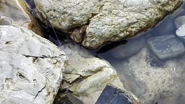 8 Крабы черного моря, Ловля крабов .Оказывается у крабов есть хвост.mp4