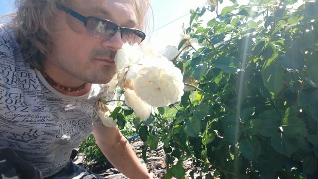 Белоснежное облако роз ???