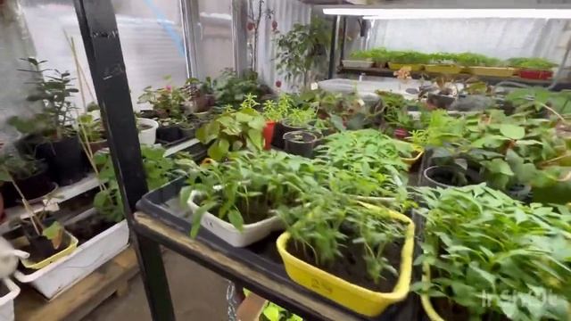 Обзор теплиц на 31 марта 2023года