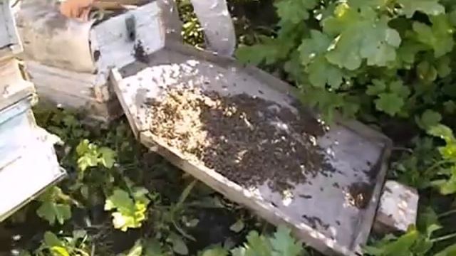 роение пчел в июне - как лучше снимать рой пчел и как вернуть его обратно в семью от куда он вылетел