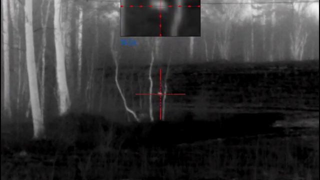 Заяц, Tikka T3x, 200+ метров