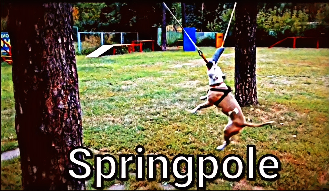 ам.стаф.терьер Боня и ам.стаф.терьер Марфа 
готовятся к соревнованиям по спрингполу