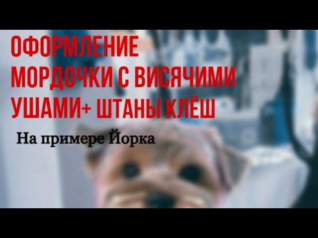 МАСТЕР-КЛАСС ПО СТРИЖКЕ ЙОРКА. ШТАНЫ КЛЕШ И ОФОРМЛЕНИЕ МОРДОЧКИ С ВИСЯЧИМИ УШАМИ. Отрывок