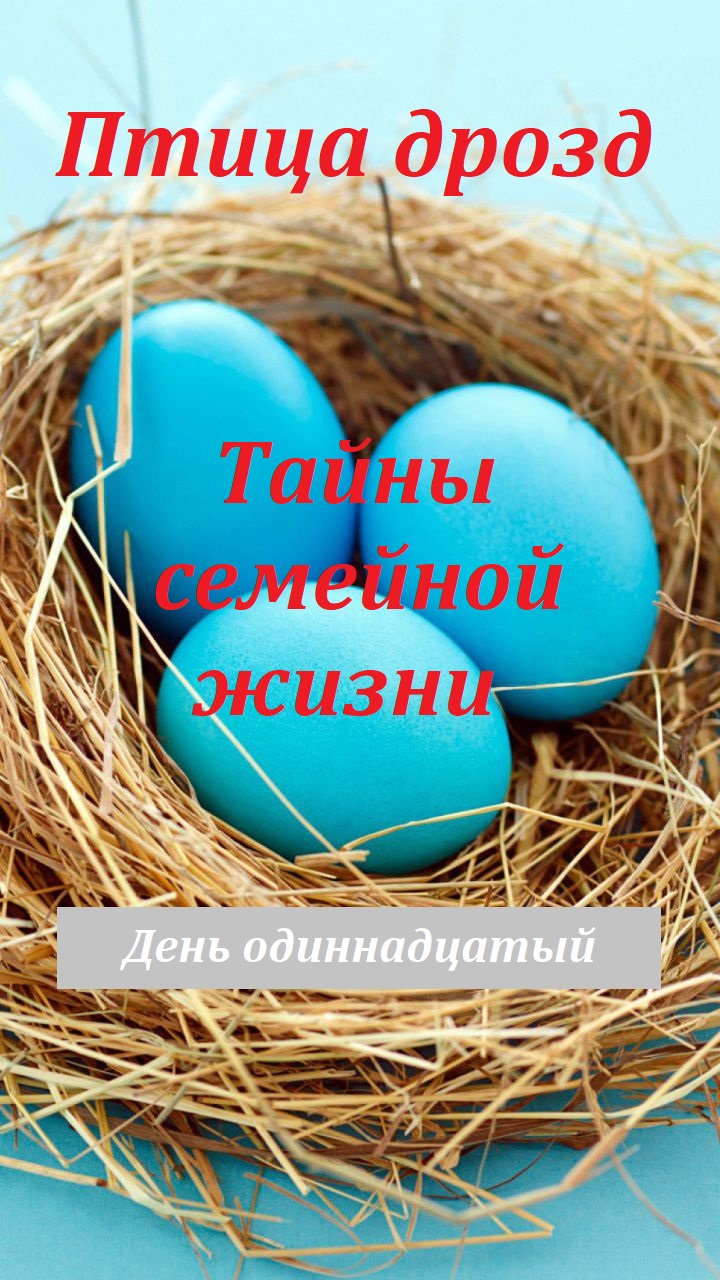 Птица дрозд. Тайны семейной жизни. День одиннадцатый.