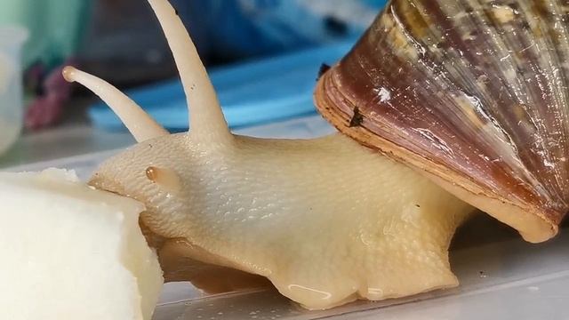 Как они едят. Большие улитки. Архахатины