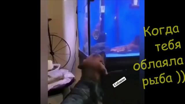 СОБАКИ - НЕБОЯКИ : ))