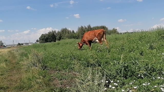 Можно ли заработать от коровы.