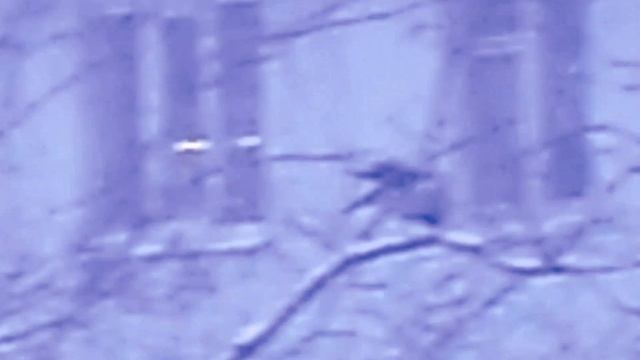 Фиолетовая ворона 5675214115