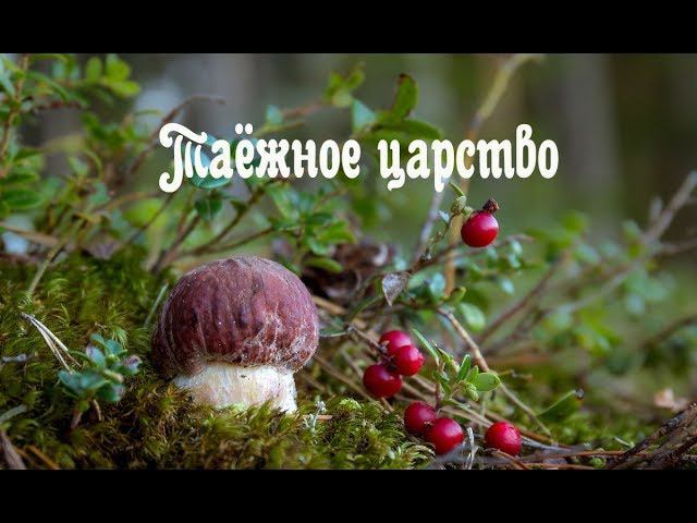 Таёжное царство