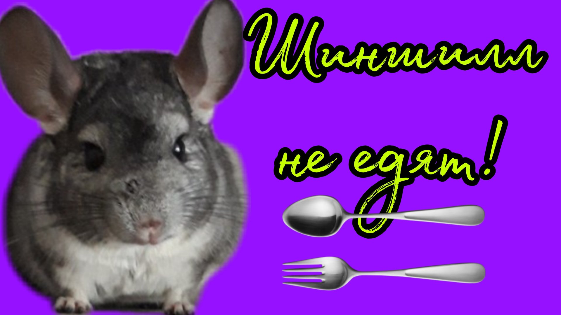 Кто такие шиншиллы.