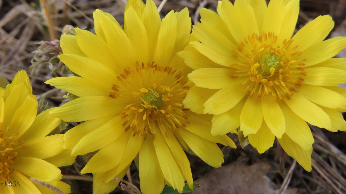 С неба на землю. Полёт хищных птиц. Коршун, канюк. Чёрный ворон. Ковыль, горицветы, тюльпаны, пионы