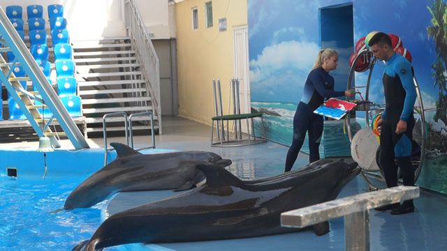 Дельфины рисуют...