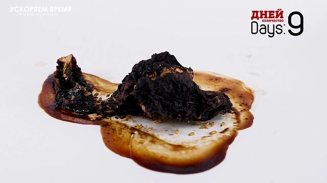 Эксперимент: Нектарин - Как портится фрукт и за какое время