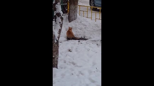 Персик на прогулке