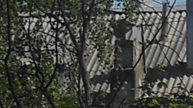 голуби на крыше 5452458542.DSCN5413