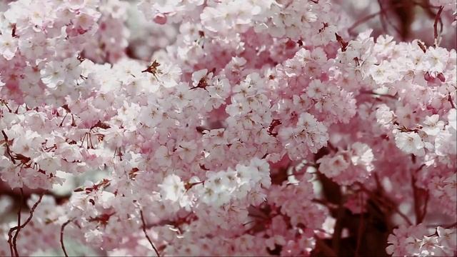 Про яблоньку и шелковую нить сказка для взрослых