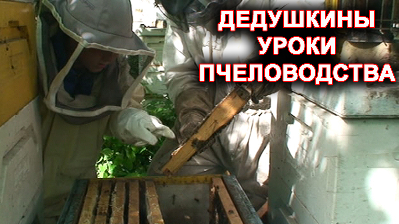 Дедушкины уроки пчеловодства.
