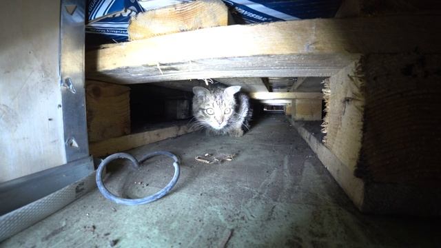 Попытка выманить котёнка.