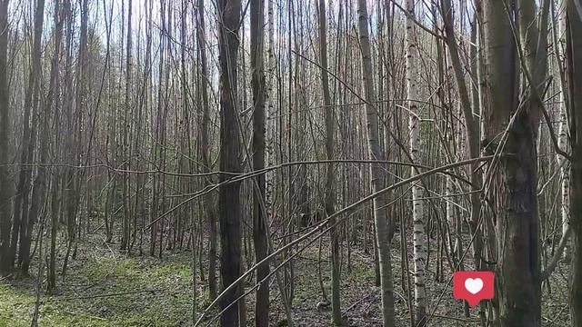 04. 05. 2024. (1)РГ Жёлтый и я. Весенняя прогулка
