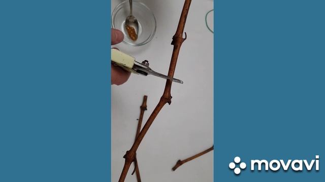 1. Вымачивание черенков винограда.