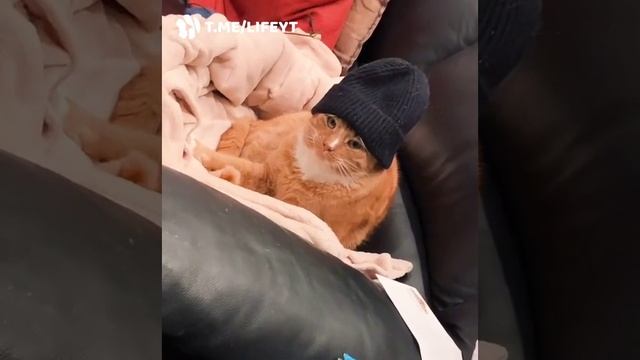 Здарова, отец