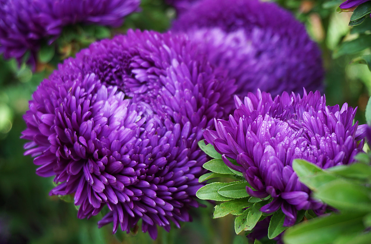 Цветок имени Наталья – астра.mp4