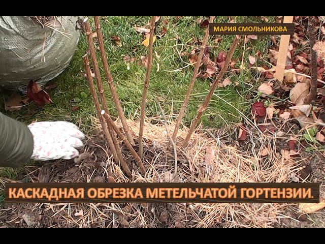 Каскадная обрезка метельчатой гортензии.