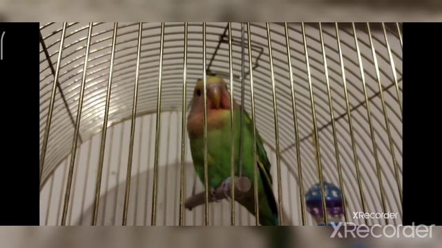 Первое видео с попугаем Манго перезалив с Ютуба 2.02.2022