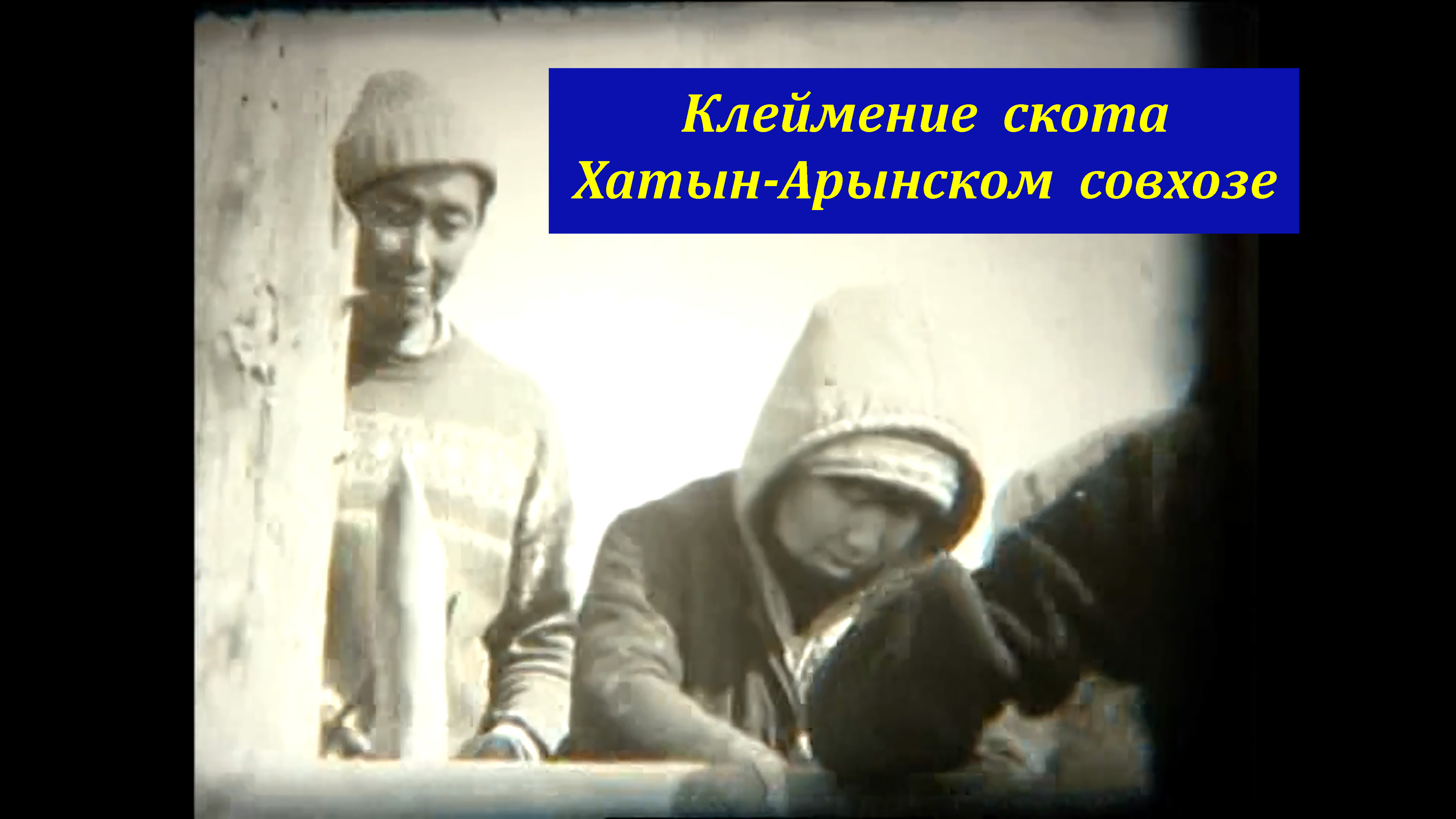 Клеймение скота Хатын-Арынском совхозе