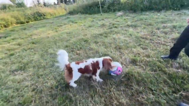 Тедди  и ребята футбол