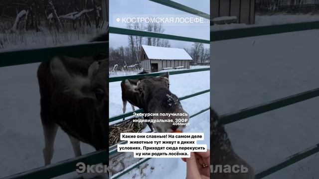 Кострома 23 февраль. Терем Снегурочки, Лосиная ферма, Сырная биржа, Ресторан Гроза