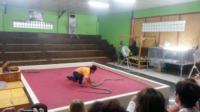 Змеи в Тайланде