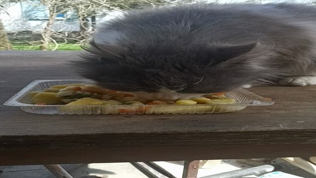 все хотят есть