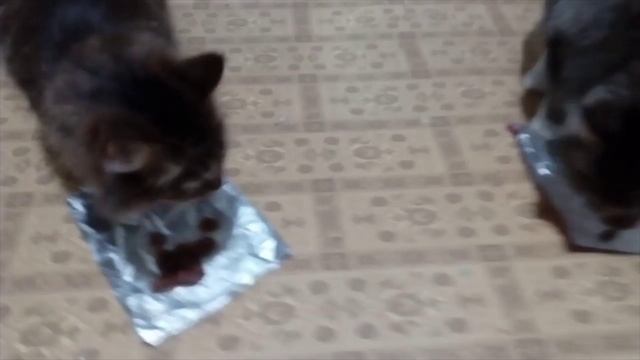 Кормление кошек.mp4
