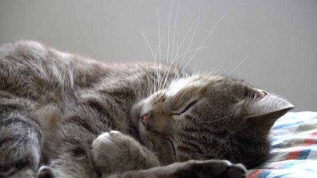 Pexels Videos 1481903.mp4